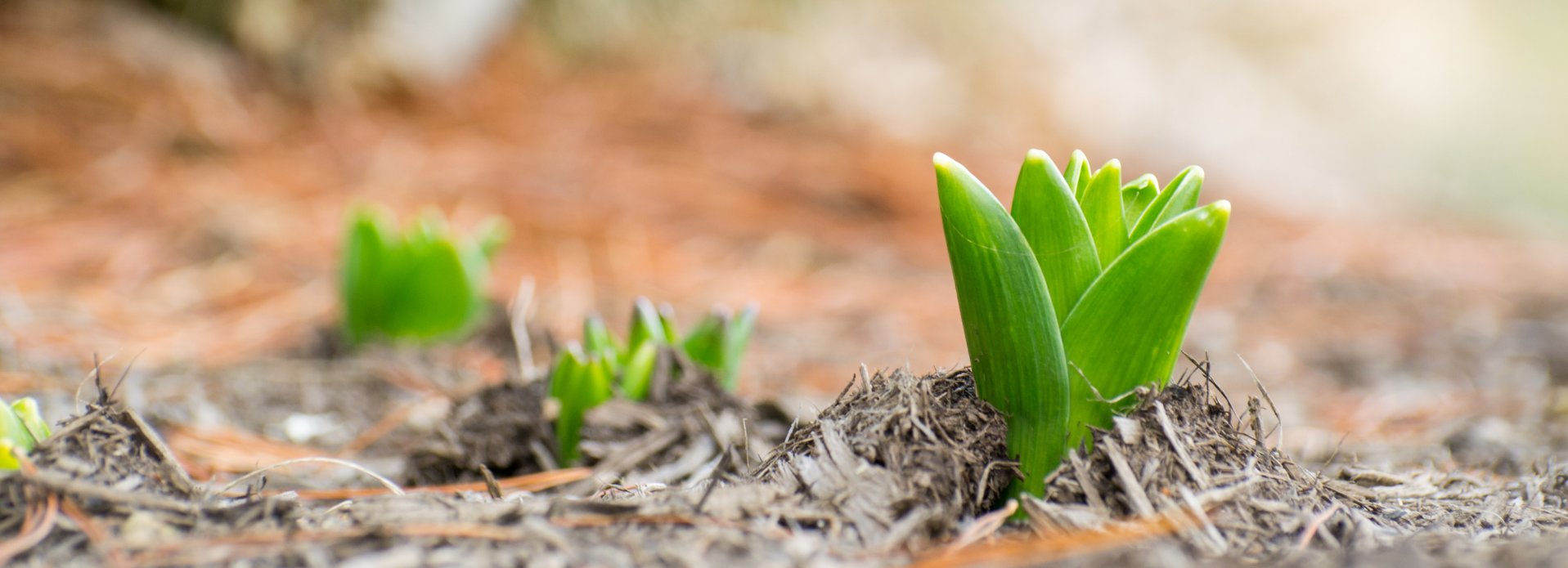 Early flowering plants could have "significant impacts" for ecosystem