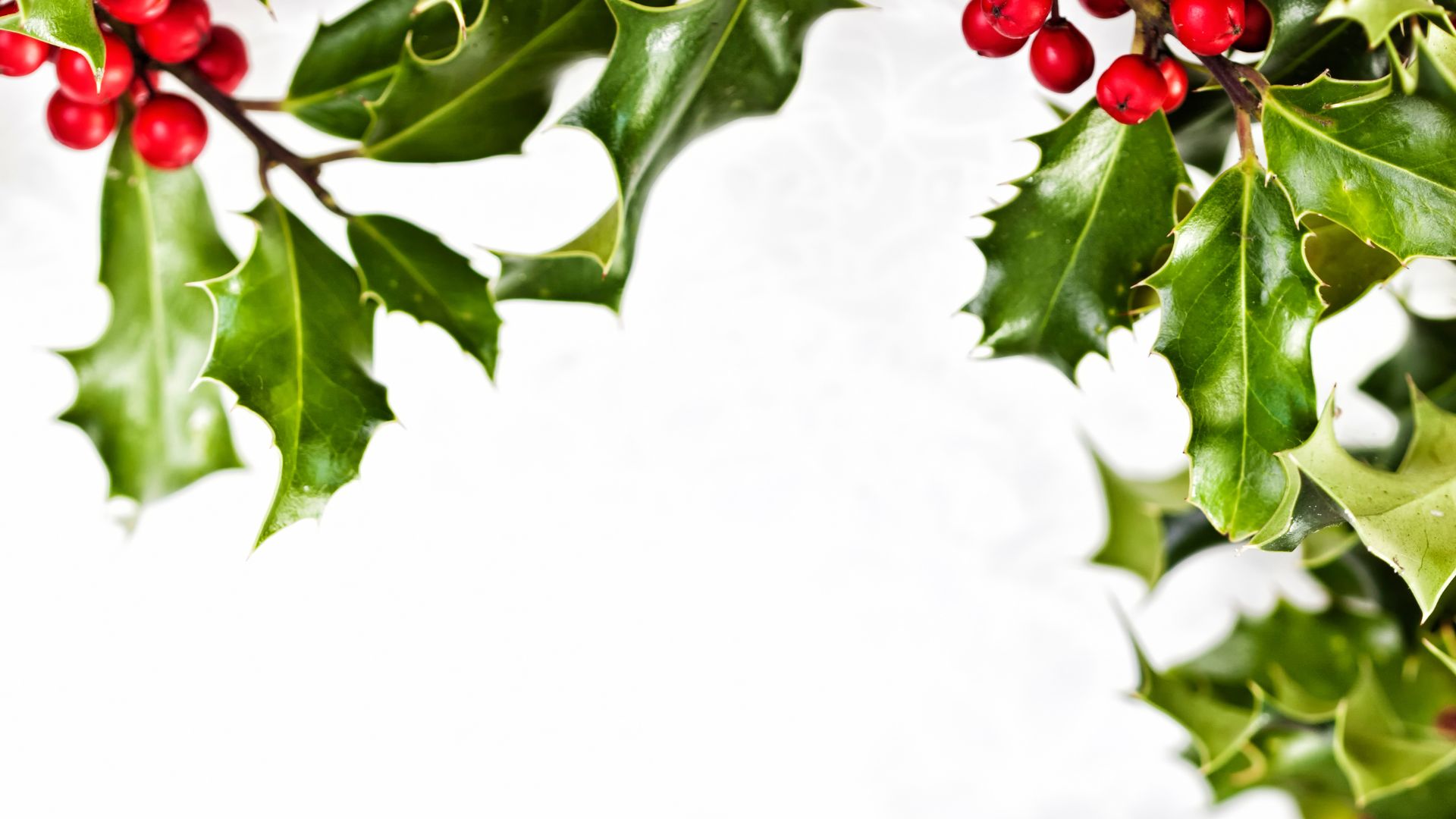 Advent Nature Trail: Uncovering Christian Symbolism in Festive Plants